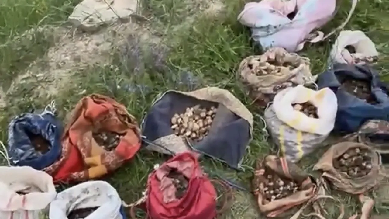 Çankırı'da izinsiz salep toplayan 10 kişiye para cezası uygulandı